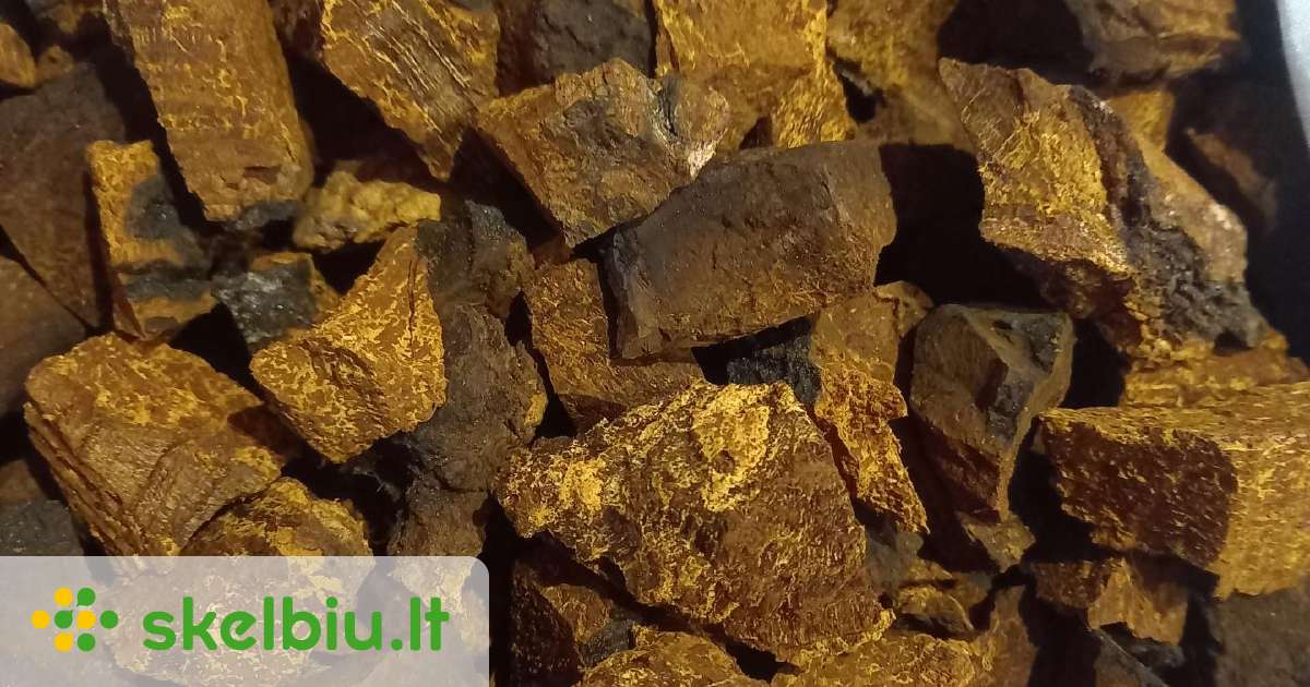 Beržo grybas - Skelbiu.lt