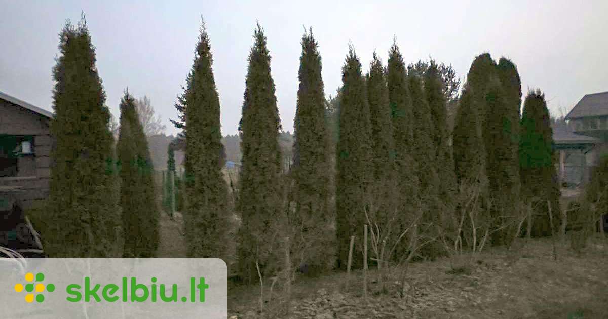 Tujos Smaragd - Skelbiu.lt