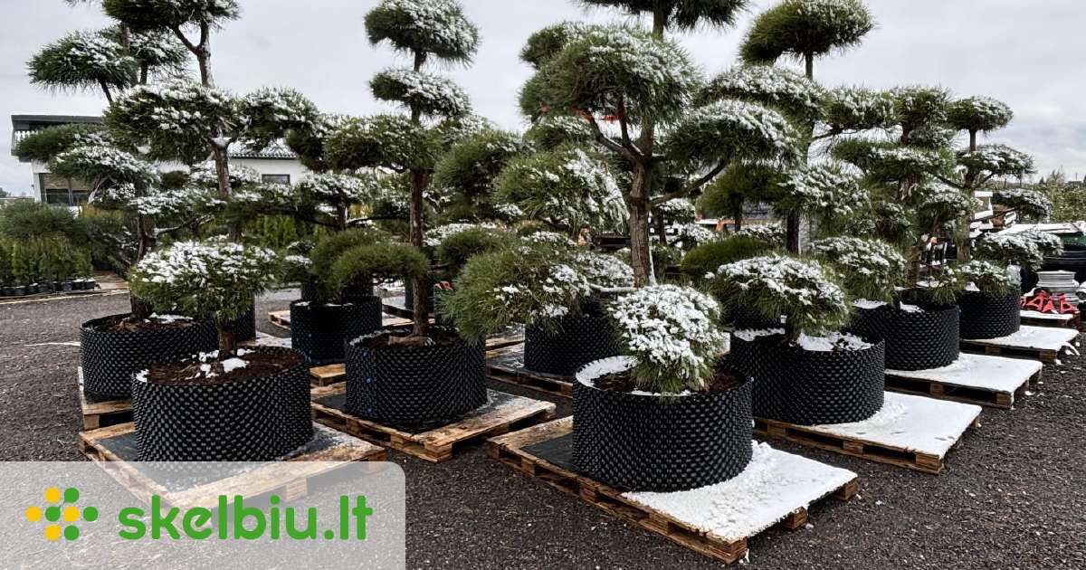 panevezys berzu g skelbimai - Skelbiu.lt