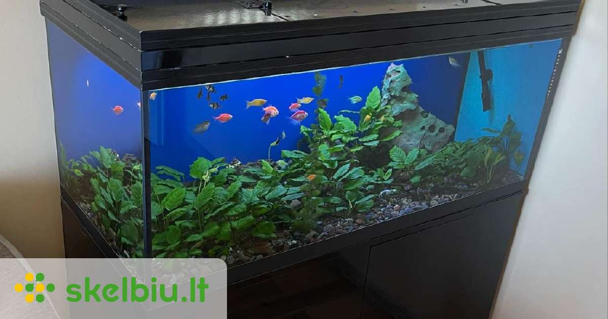 Akvariumas - Skelbiu.lt