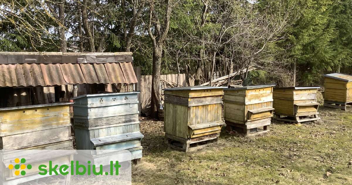 Aviliai - Skelbiu.lt