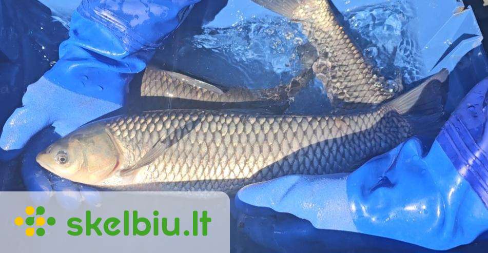 Dvimetis amūras - Skelbiu.lt