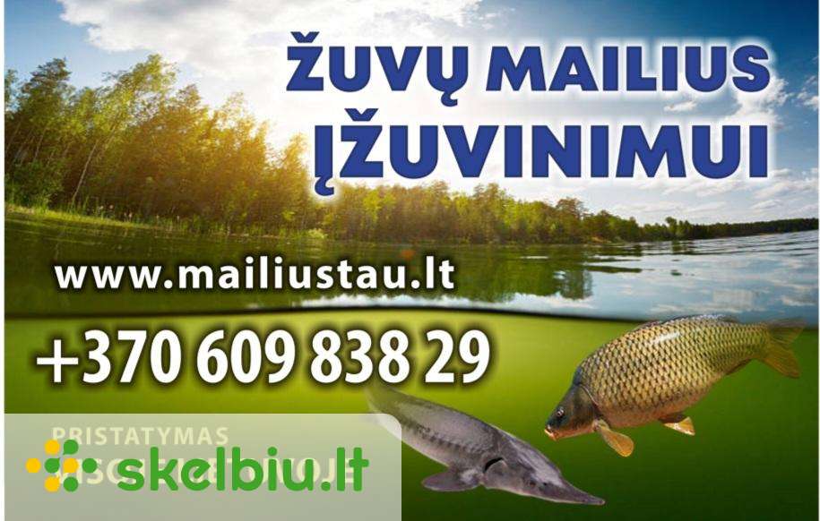karpiai izuvinimui skelbimai - Skelbiu.lt