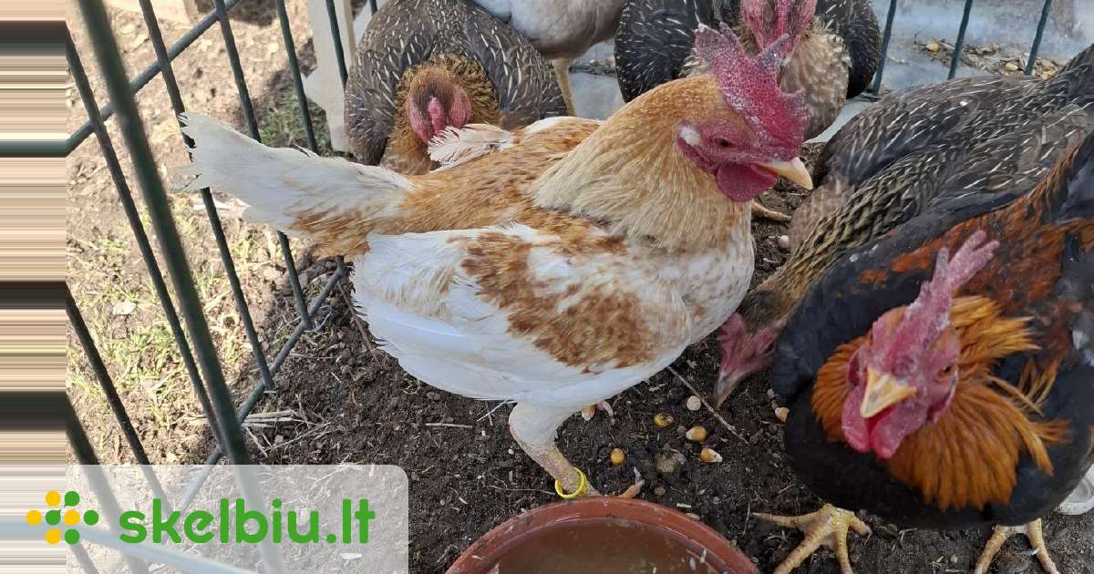 Senieji anglu pestukiniai - Skelbiu.lt