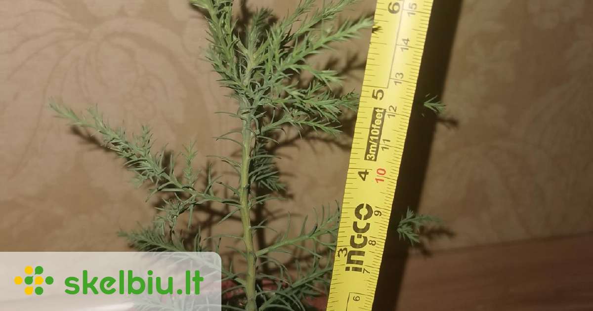 Mamutmedis, Sequoia sodinukai - Skelbiu.lt