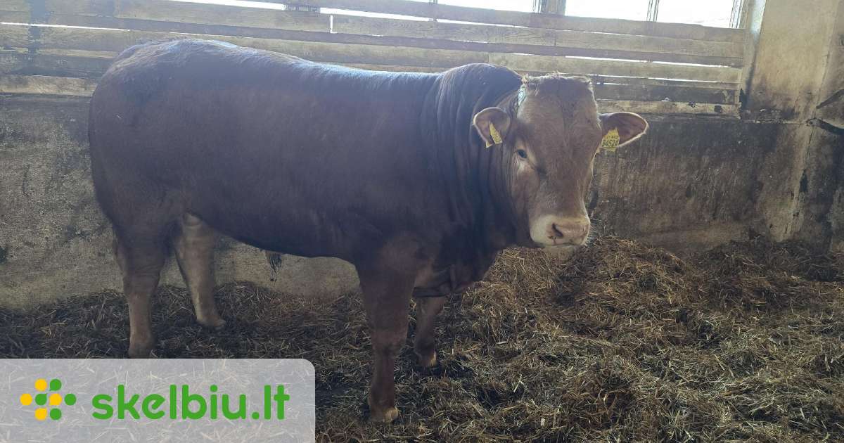 Parduodu limuzinų veislės vertintus bulius - Skelbiu.lt