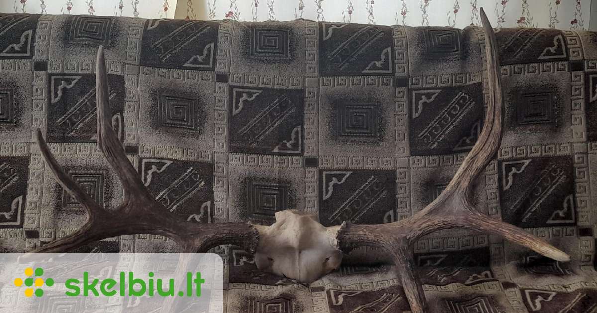 Parduodami briedžio ragai galima mainiti - Skelbiu.lt