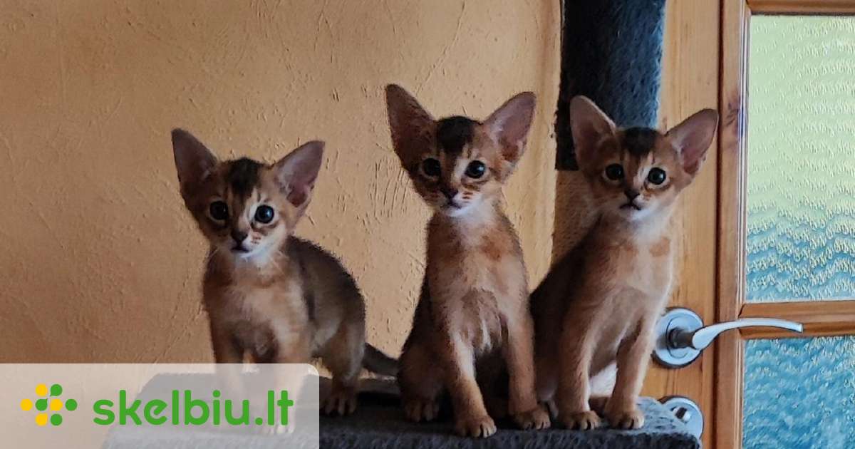 Abisinijos katytės laukia naujų namų! - Skelbiu.lt