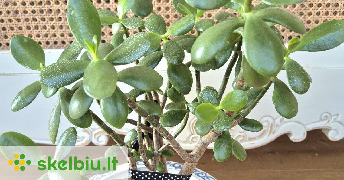 Kambarine gele "pinigu medis". - Skelbiu.lt