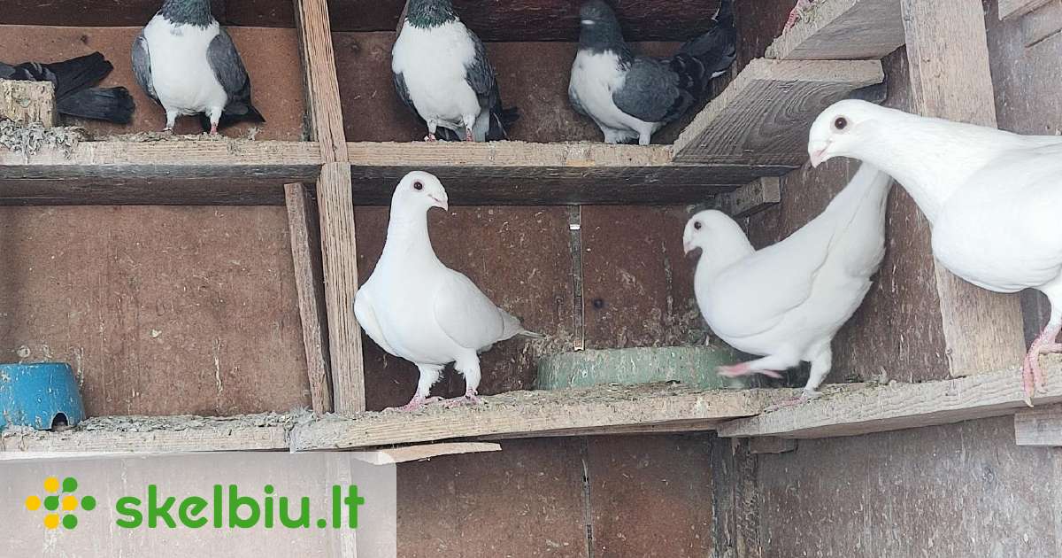 Karveliai - Skelbiu.lt