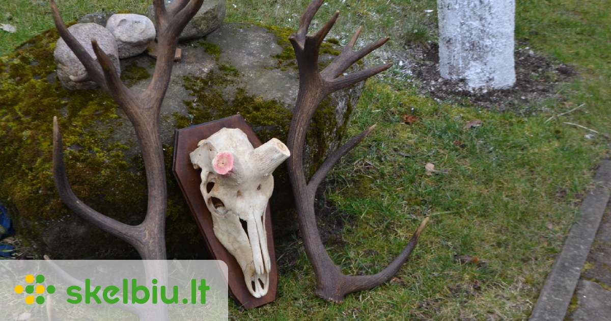 Elnio ragus galima tvirtinti ant kaukuoles - Skelbiu.lt