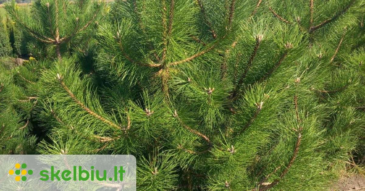 Pušis Juodoji 180-210cm. (Pinus Nigra). - Skelbiu.lt