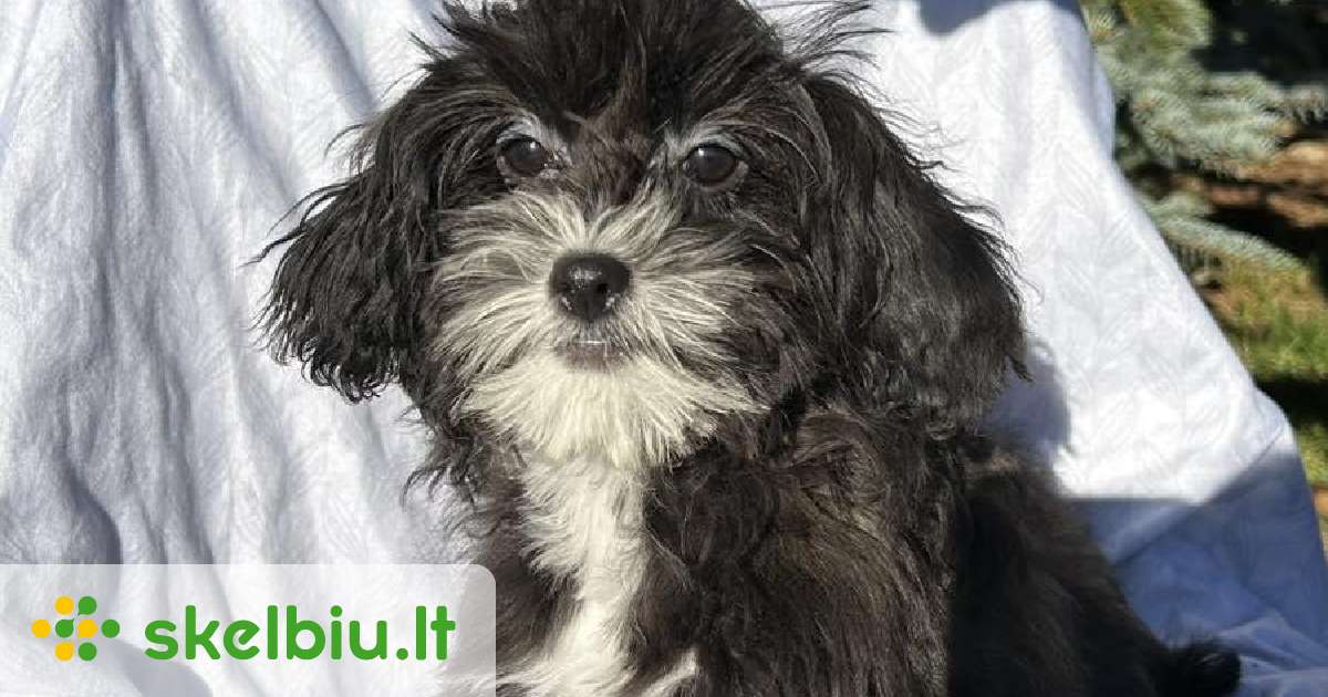 H.bišonė + Red Toy Pudelis -Tai Havapoo - Skelbiu.lt