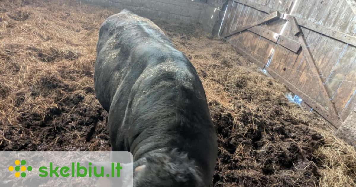 Wagyu bulius (reproduktorius) - Skelbiu.lt