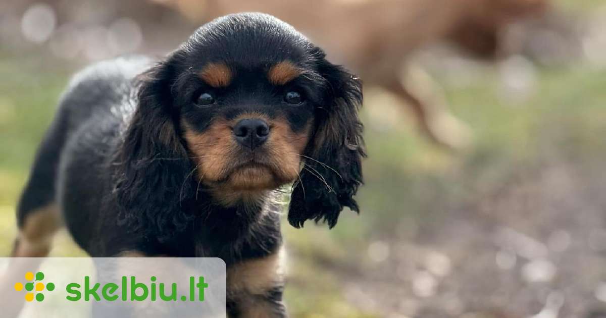 kavalieriaus spanielis skelbimai - Skelbiu.lt