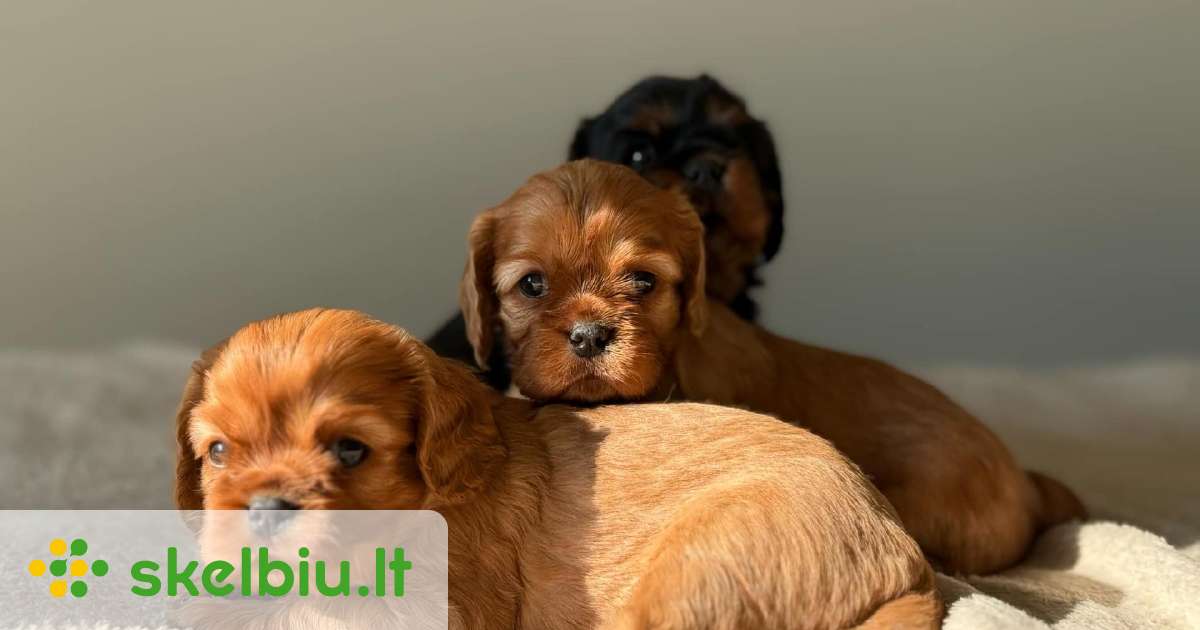 Kavalieriaus Karaliaus Karolio Spanieliai - Skelbiu.lt