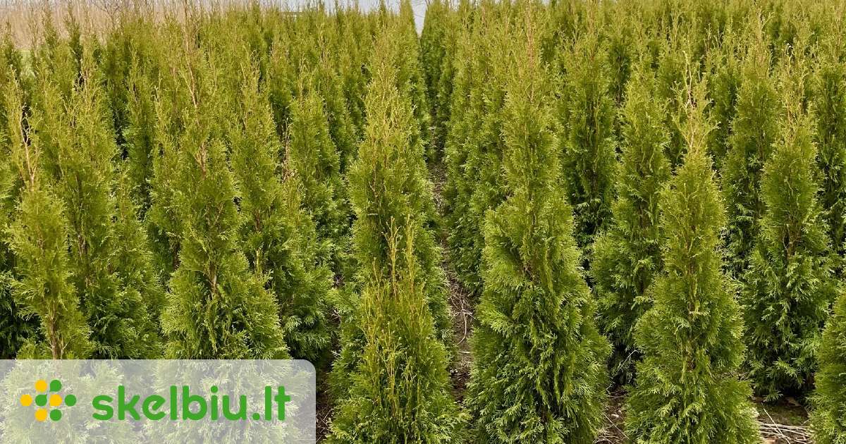 1m tujos skelbimai - Skelbiu.lt