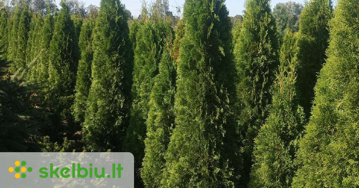 Aukštos tujos - Skelbiu.lt