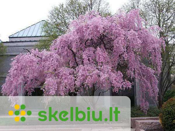 Sakuros, Katalpos, Klevai , Bukai,šermukšniai, - Skelbiu.lt