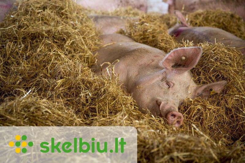 Naminė kiaulė - Skelbiu.lt