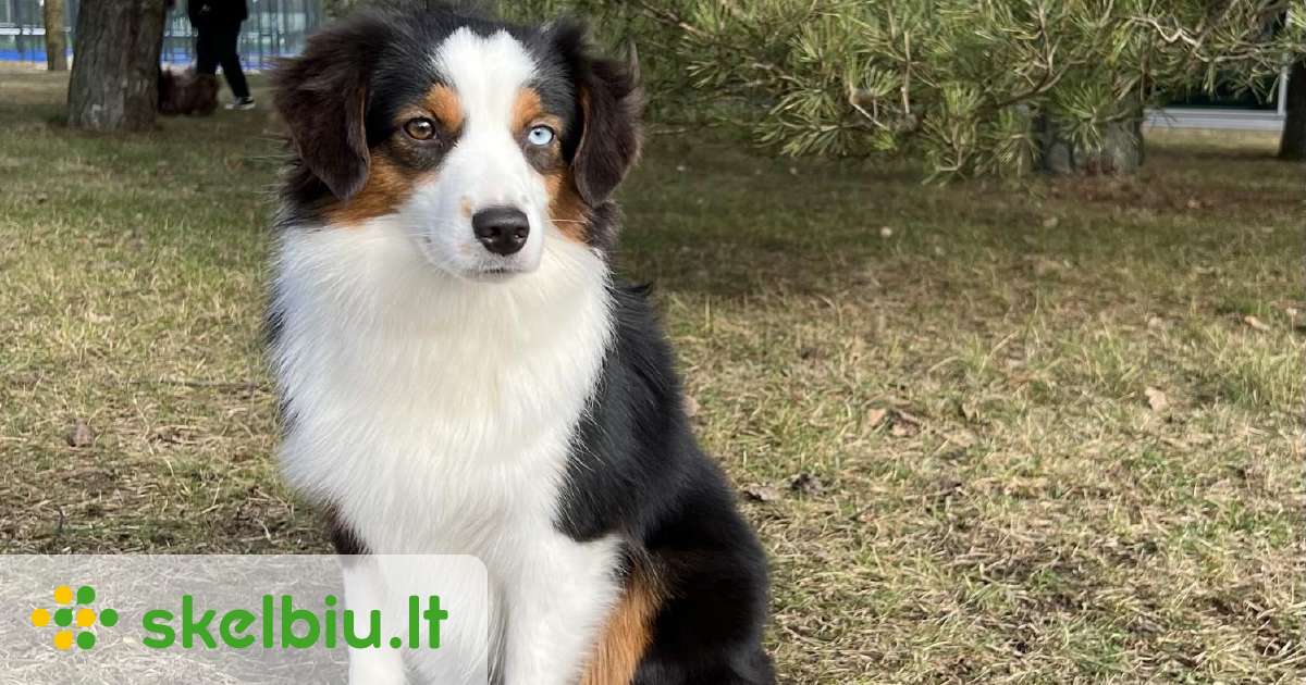 australu avigani skelbimai - Skelbiu.lt