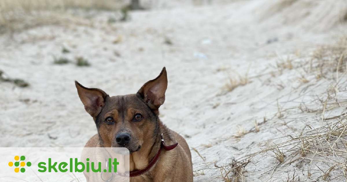 Dovanoju protinga mišruną. - Skelbiu.lt