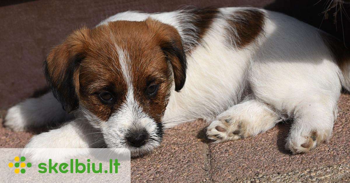 Džeko Raselo terjerai - Jack Russell terrier - Skelbiu.lt