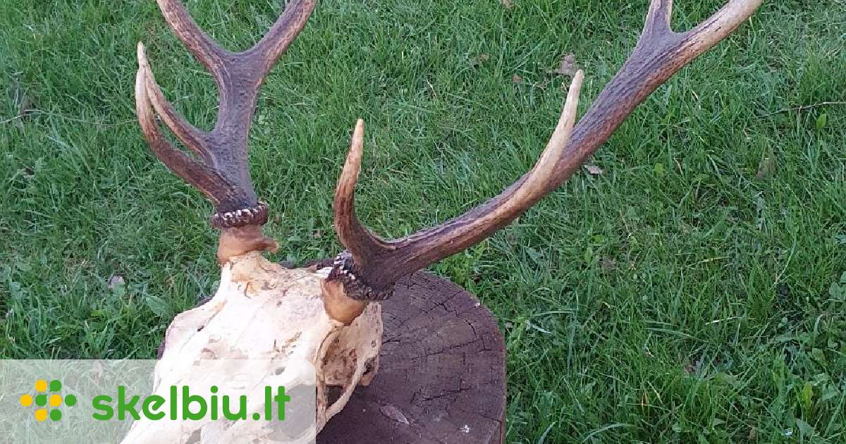 Elnio ragai. - Skelbiu.lt