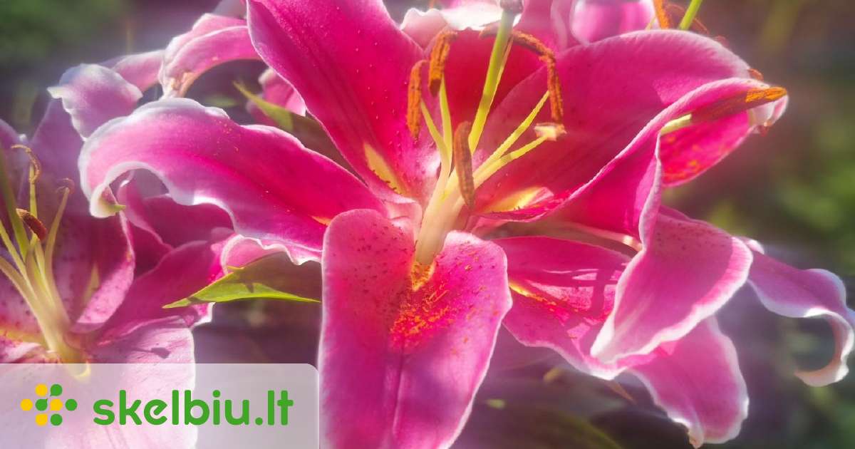 Parduodu lauko lelija. - Skelbiu.lt