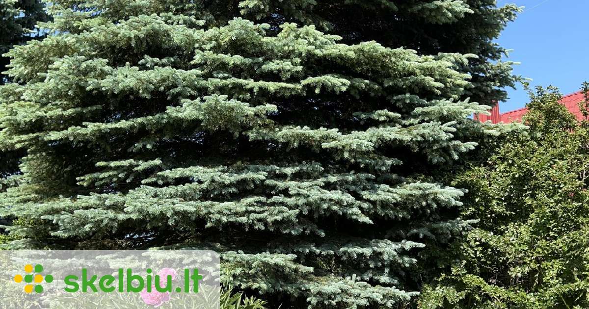 Sodas Derceklių k. S.b. Dituva - Skelbiu.lt