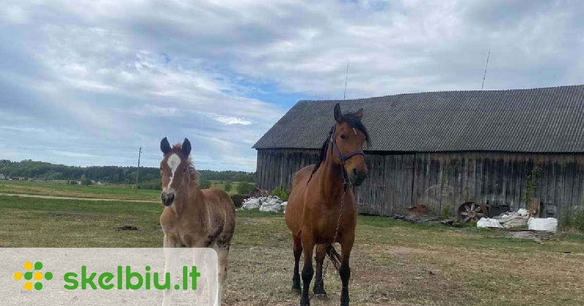 9 metu darbine kumele su kumeliuku - Skelbiu.lt