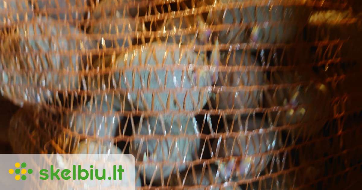 Sėklinės bulves 5€ 25kg - Skelbiu.lt