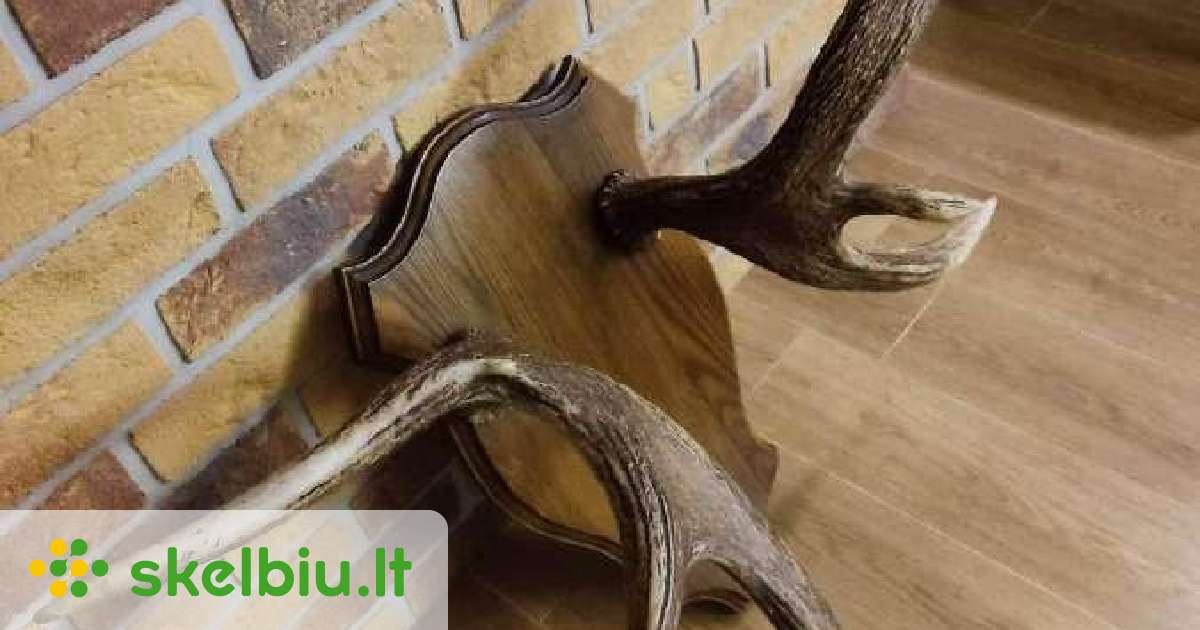 Parduodami briedžio ragai - Skelbiu.lt