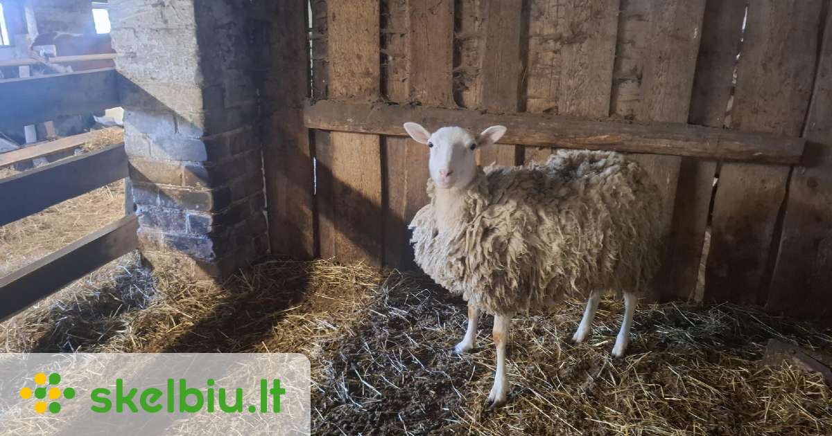 Avys - Skelbiu.lt