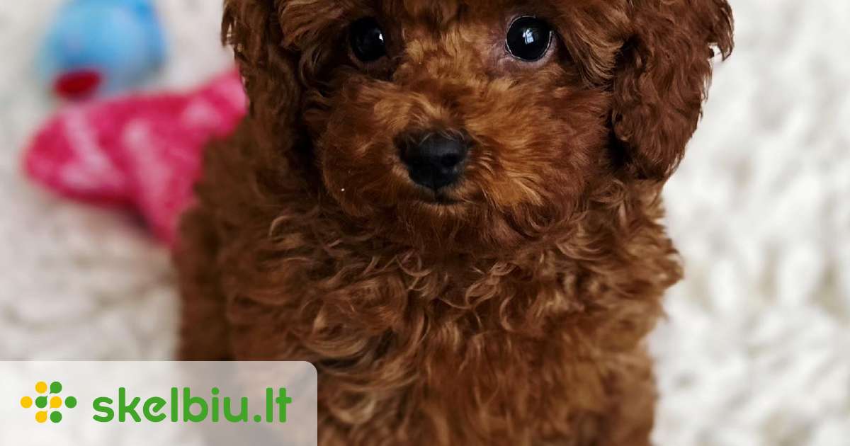 toy pudeliai skelbimai - Skelbiu.lt