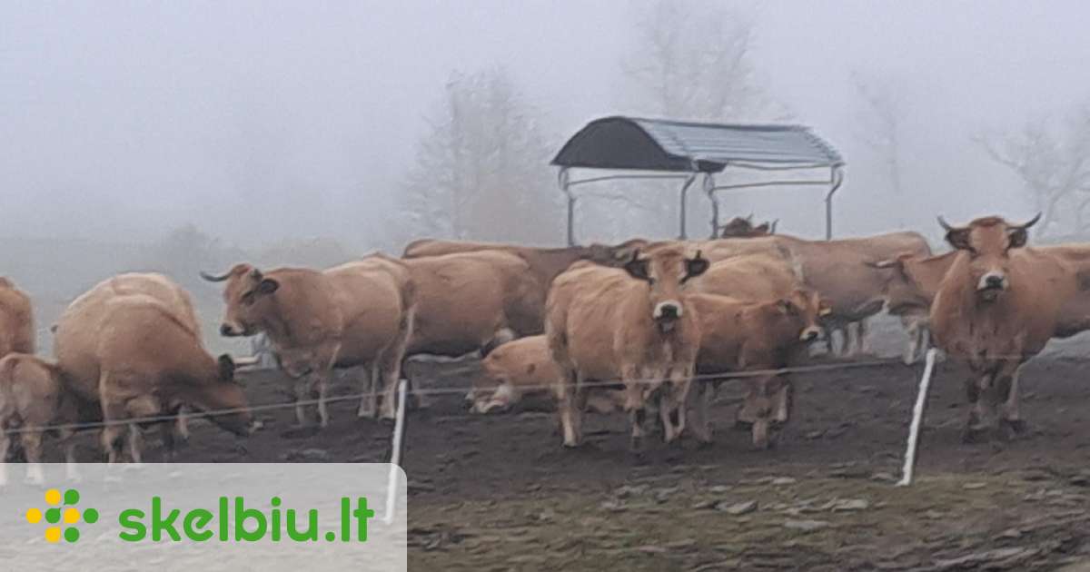 Parduodu grynaveislius aubraku bulius - Skelbiu.lt