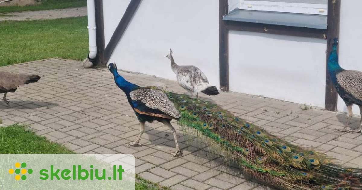 povai skelbimai - Skelbiu.lt