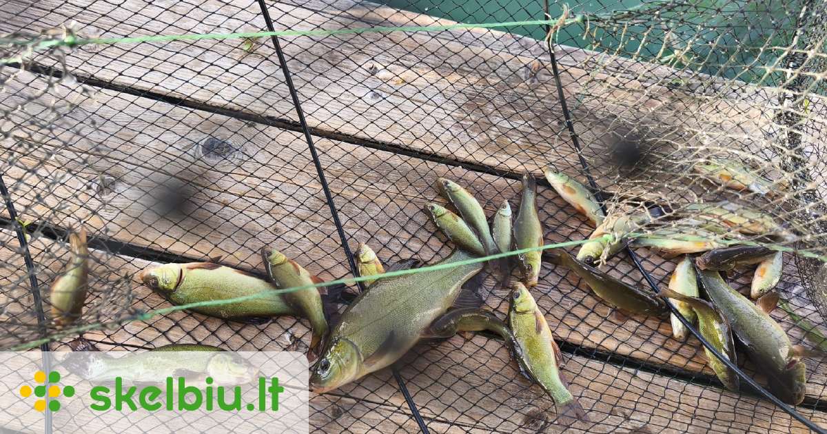 Lynai, lynukai, lynu mailius - Skelbiu.lt