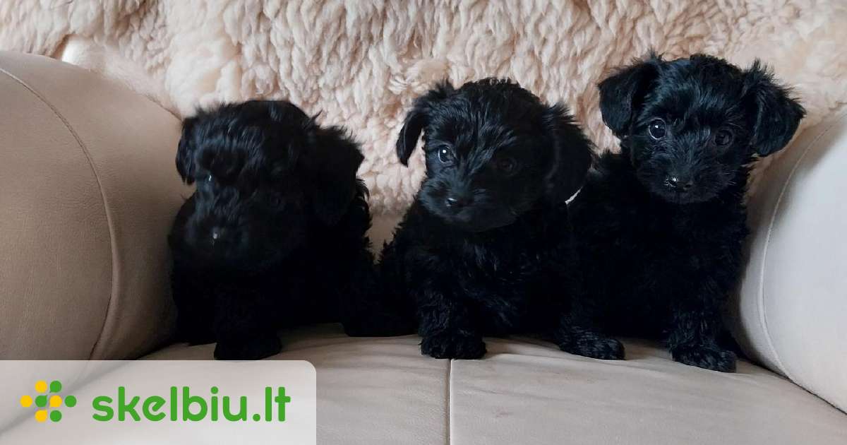 mini terjerai skelbimai - Skelbiu.lt