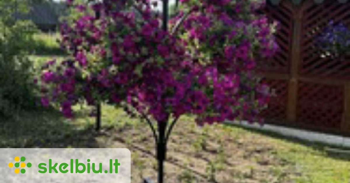 geliu medis skelbimai - Skelbiu.lt