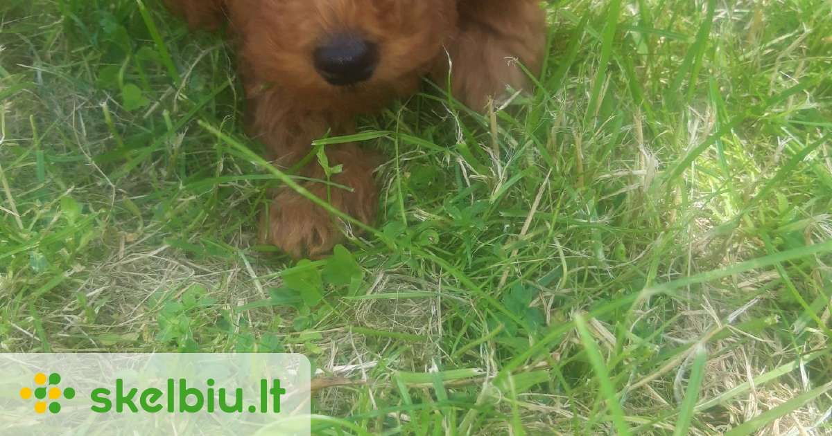 nykstukini pudeli skelbimai - Skelbiu.lt