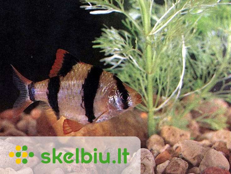 barbusai skelbimai - Skelbiu.lt
