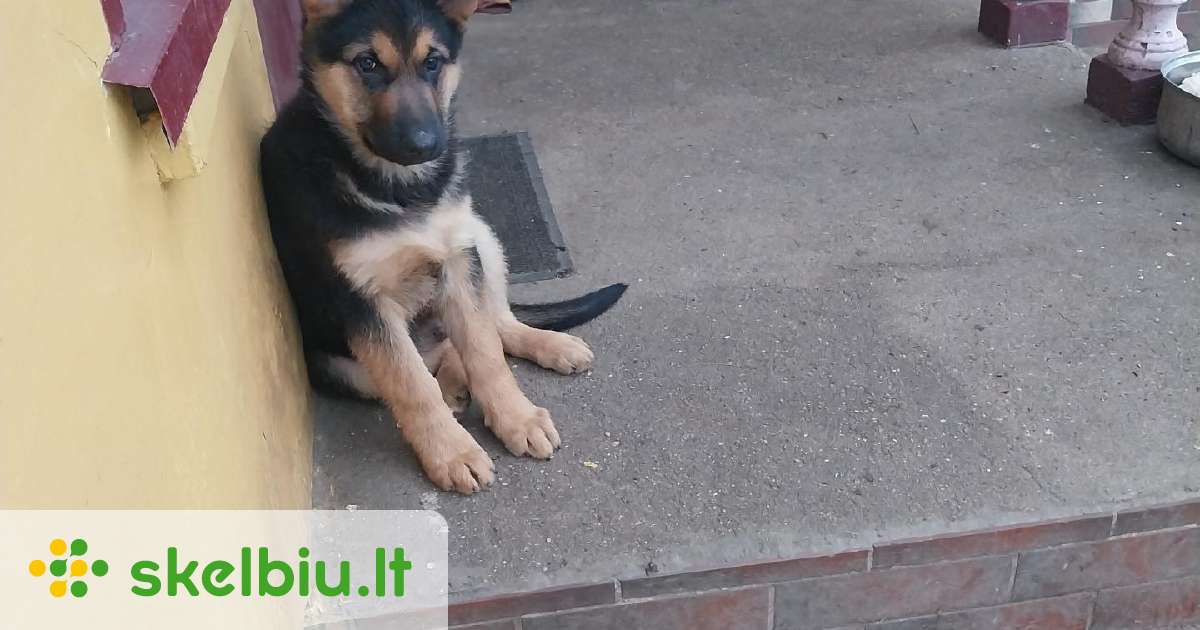 Vokečiu aviganiai - Skelbiu.lt
