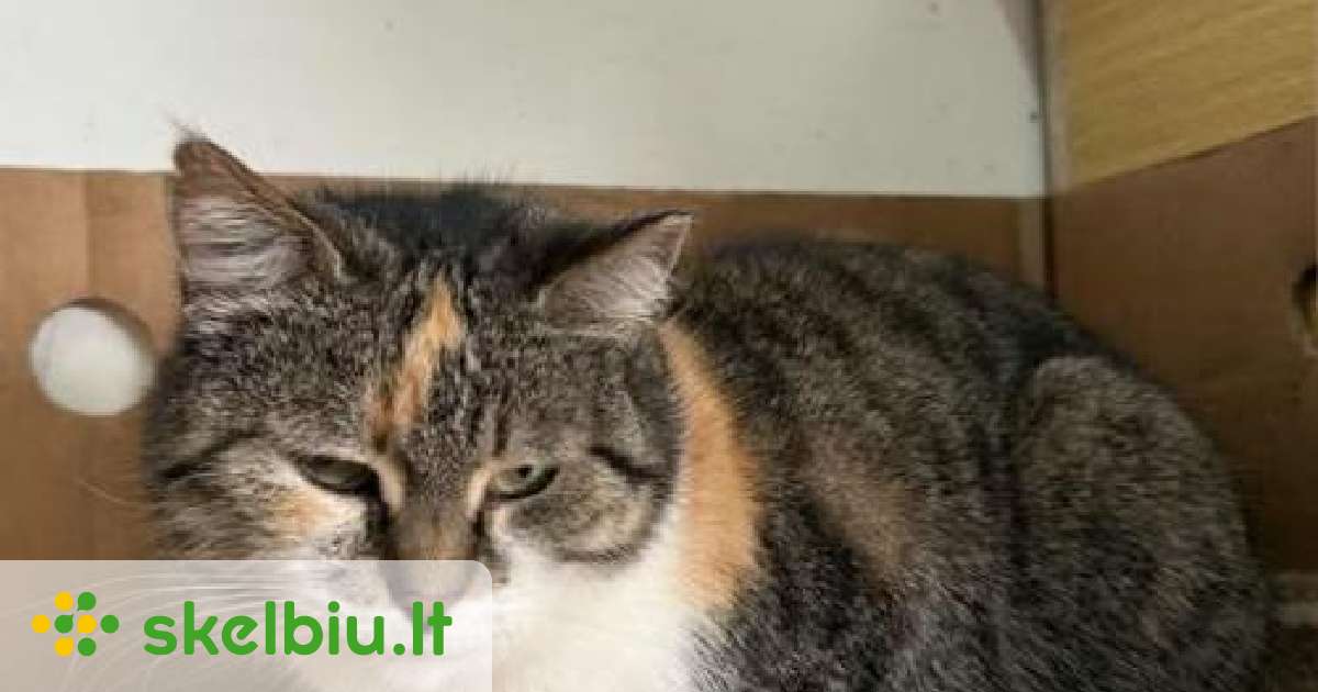 Ieško namų: 6 m. katytė Malibu - Skelbiu.lt
