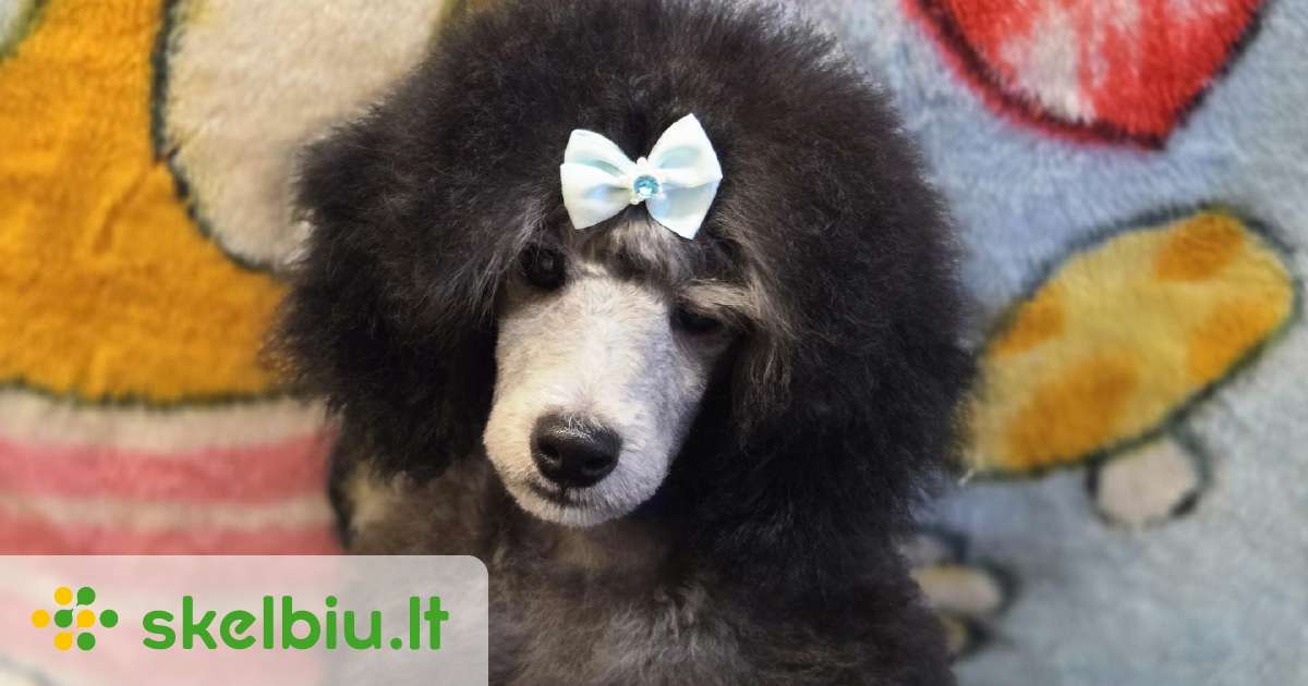 suniukai parduodami skelbimai - Skelbiu.lt