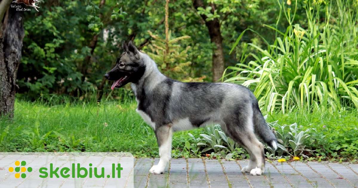 Sibiro haskis - Skelbiu.lt