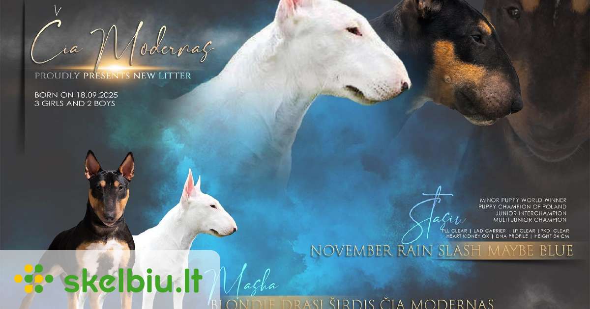 nykstukiniai bulterjerai skelbimai - Skelbiu.lt