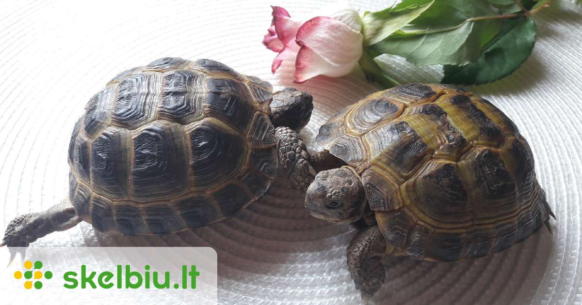 vezliai stepiniai skelbimai - Skelbiu.lt