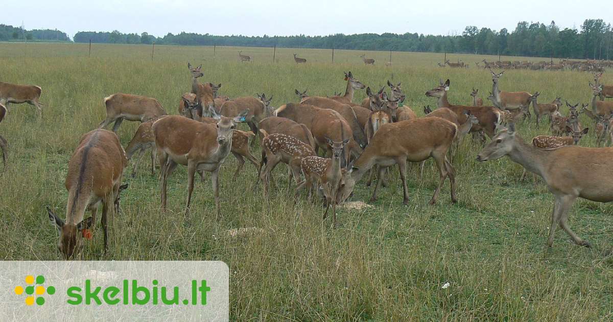 Parduodu Taurieji elniai, danieliai, muflonai - Skelbiu.lt
