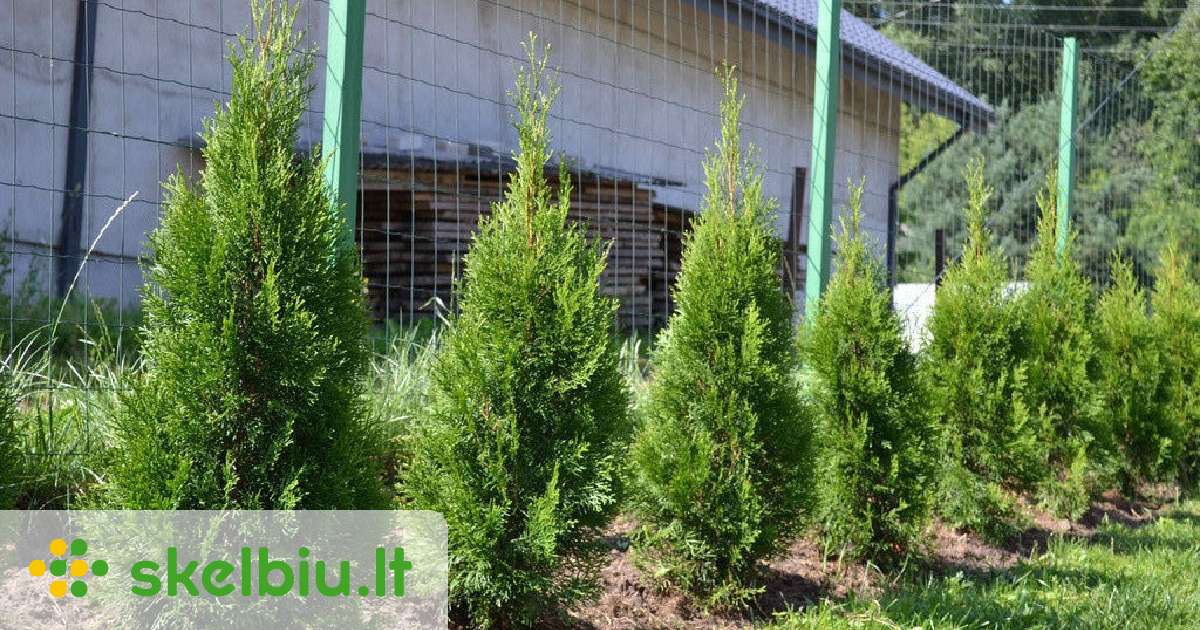 Tujos Smaragd 1,20-1,30 cm - 4 Eur 60-80 cm -2 Eur - Skelbiu.lt